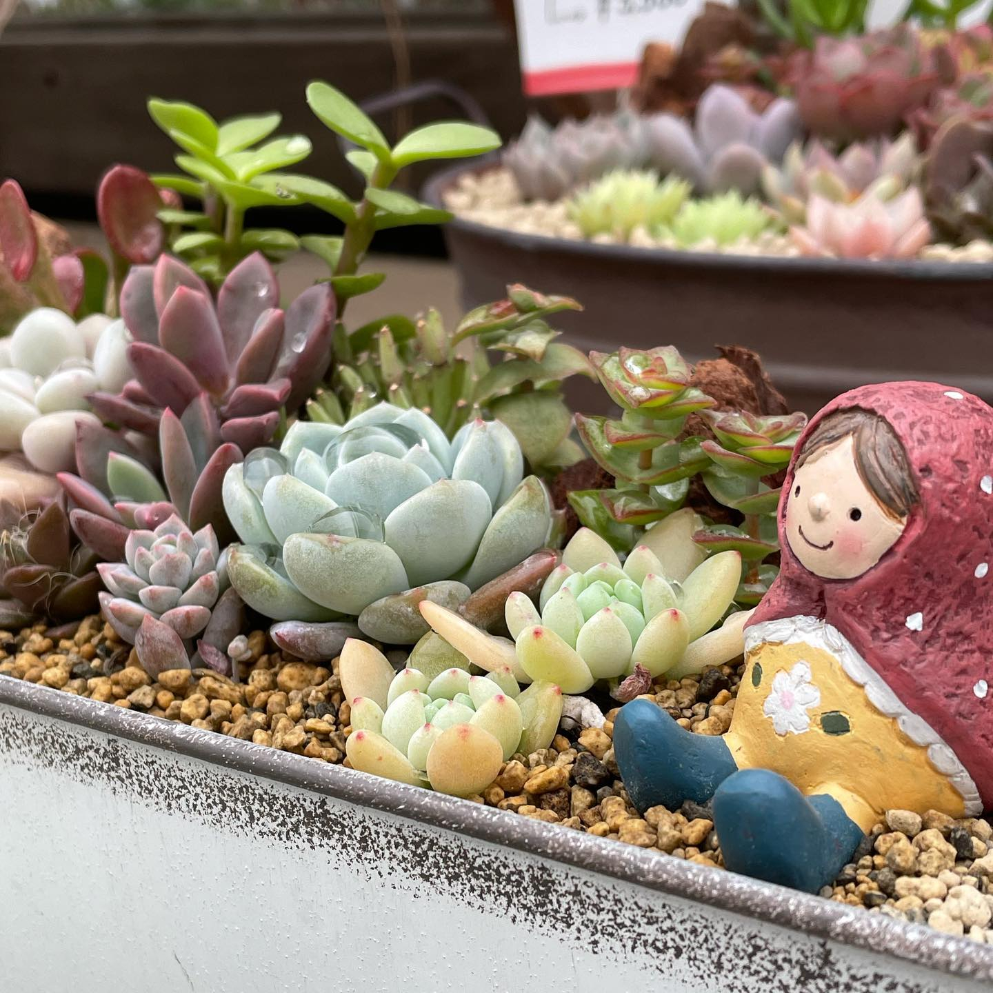こんにちは🤗 ブログ 通販で多肉植物なら「saiki Engei」