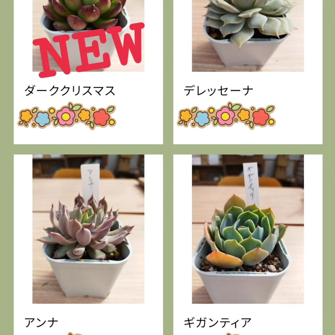 こんにちは☺️ ブログ 通販で多肉植物なら「saiki Engei」